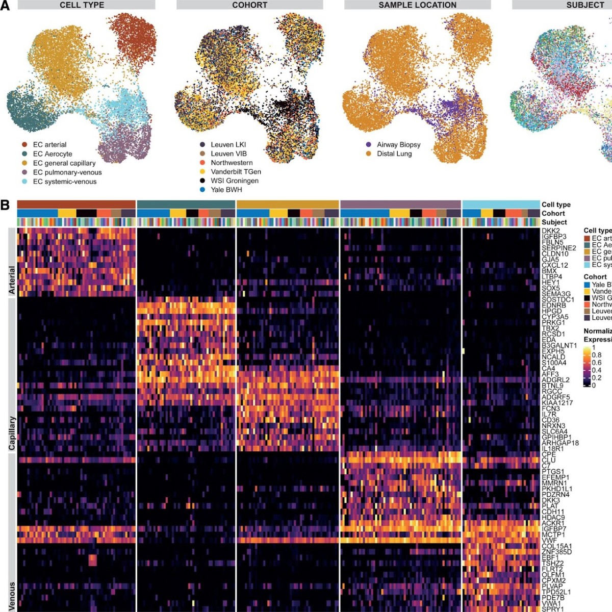 PUBLICATIONS – The Raredon Laboratory